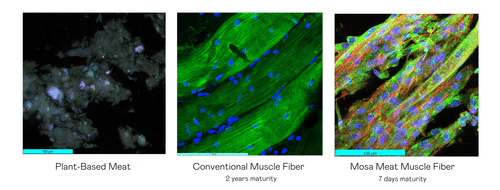 How we make real meat — Mosa Meat