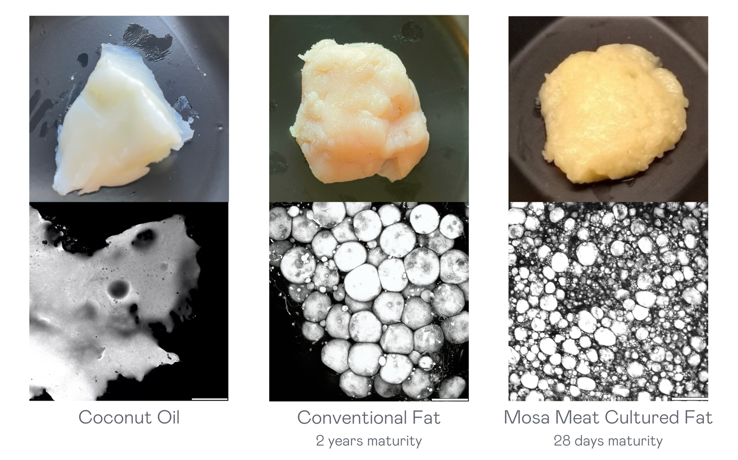 How we make real meat — Mosa Meat