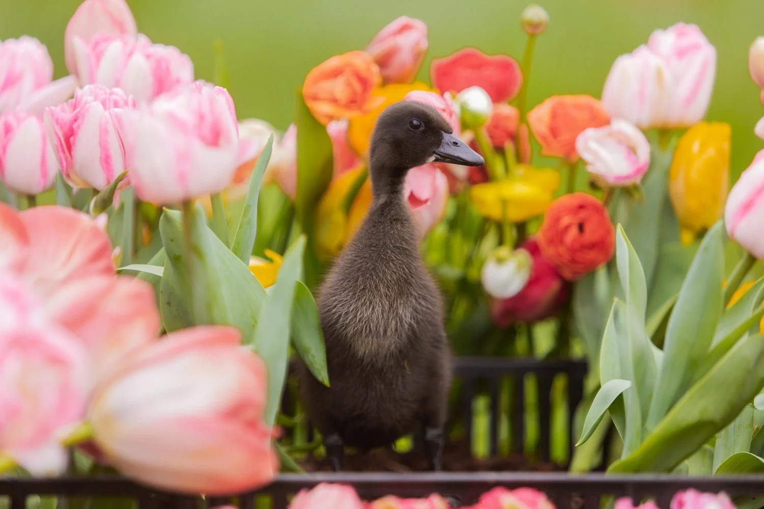 Farm Life — Amber Braxton Fine Art