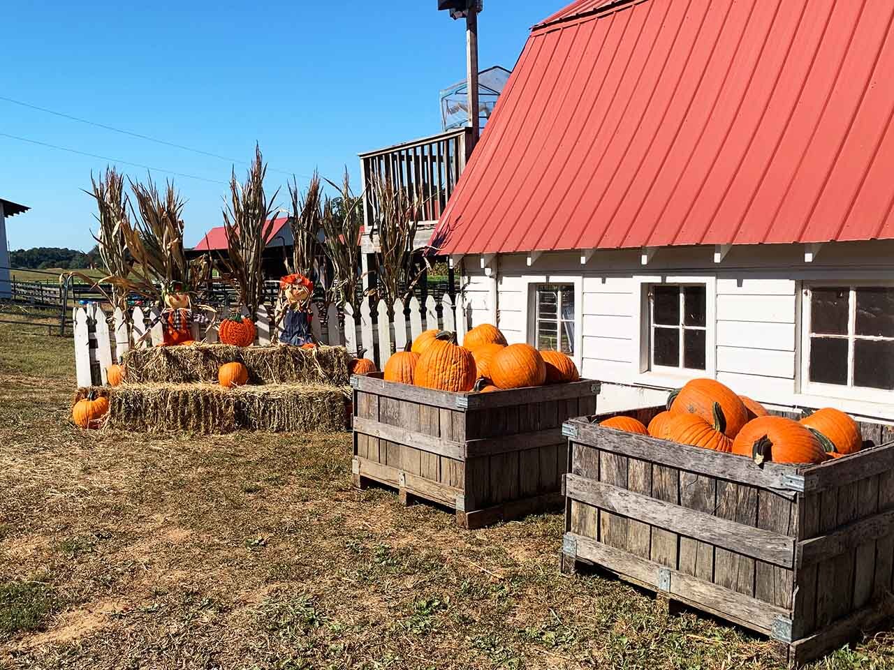 Guthrie Pumpkin Farms & Corn Maze