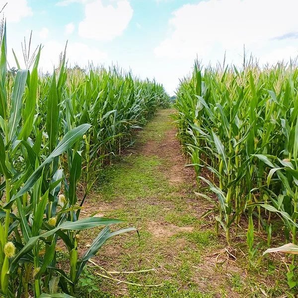 Guthrie Pumpkin Farms & Corn Maze