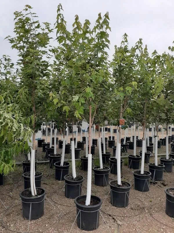 Shop Potted Trees and Shrubs — Marks Nursery