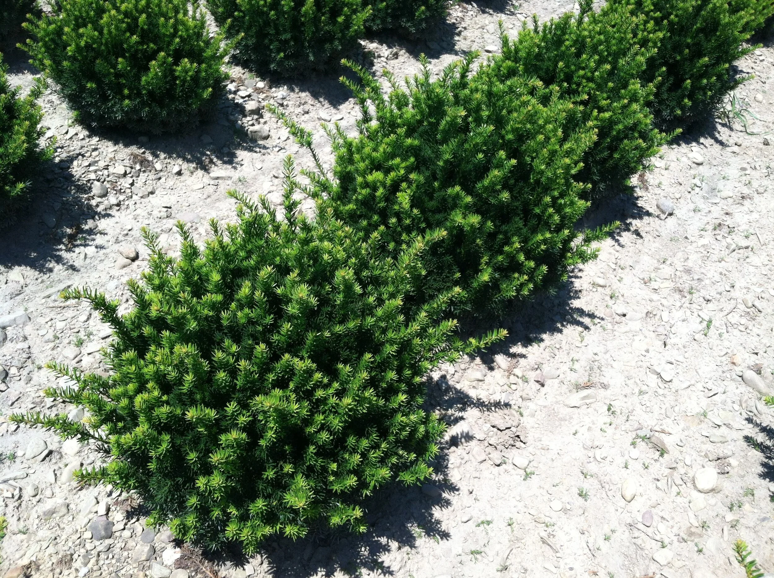 Potted and BB Trees — Marks Nursery