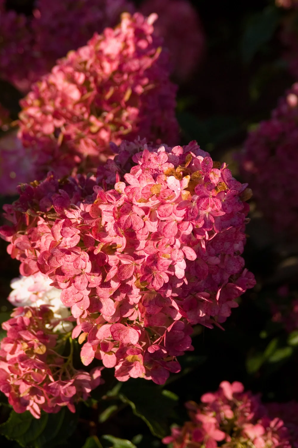 Vanilla Strawberry Hydrangea Tree