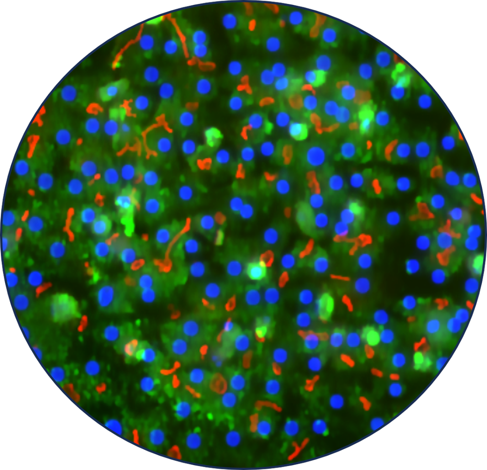 Javelin Biotech — Liver Tissue Chip