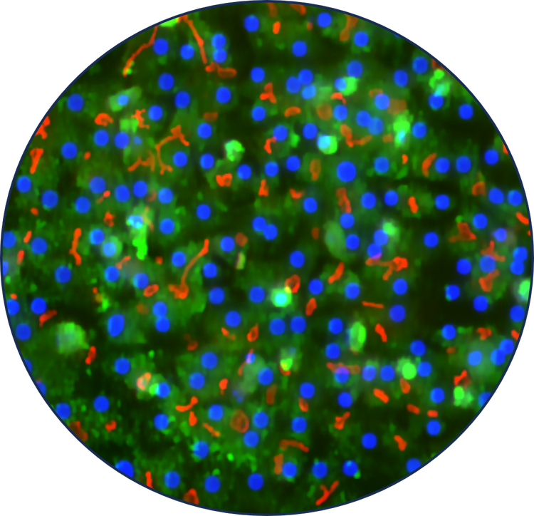Javelin Biotech — Liver Tissue Chip