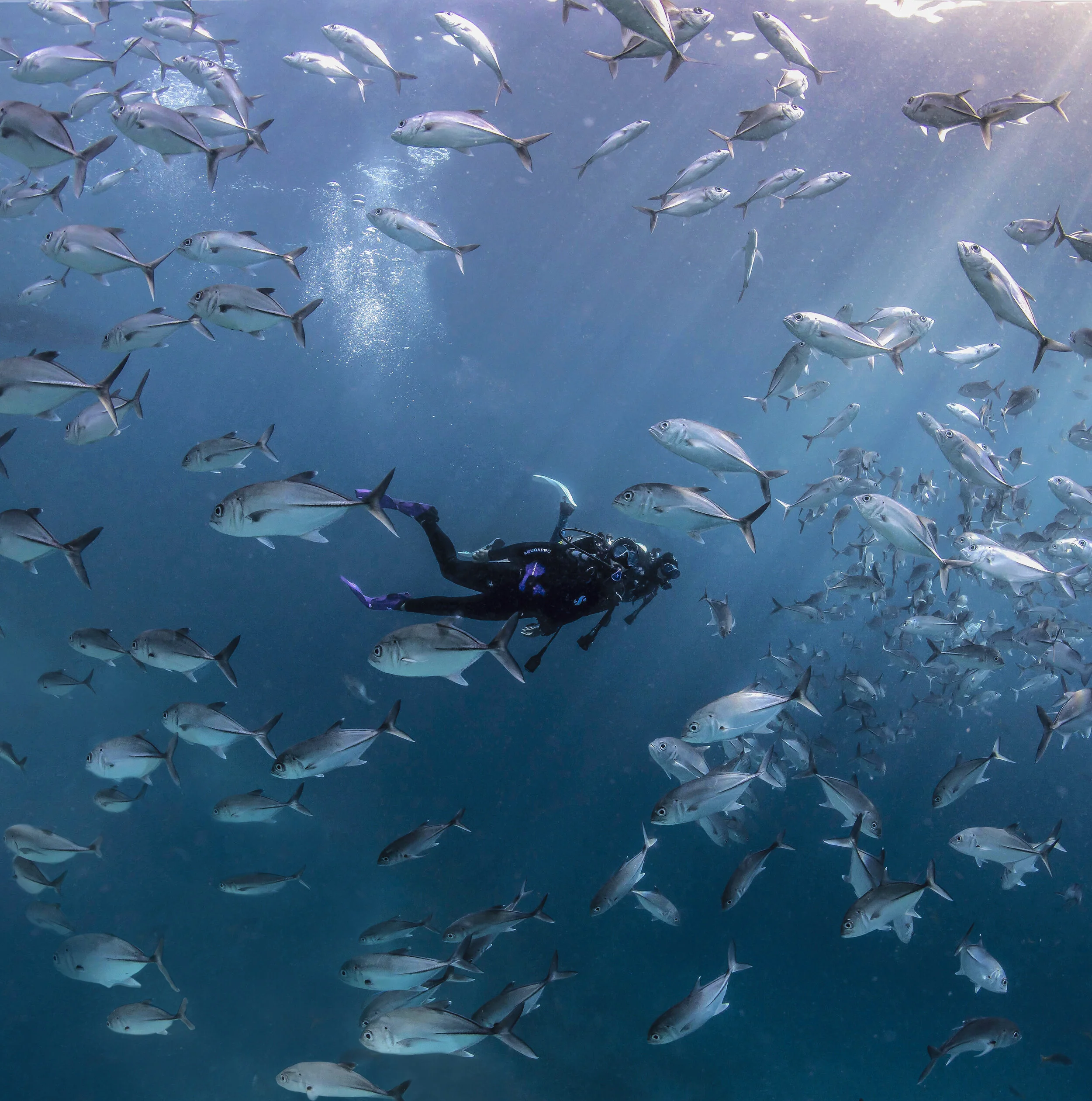 Nashville's Premier Dive Center - Scuba Shack