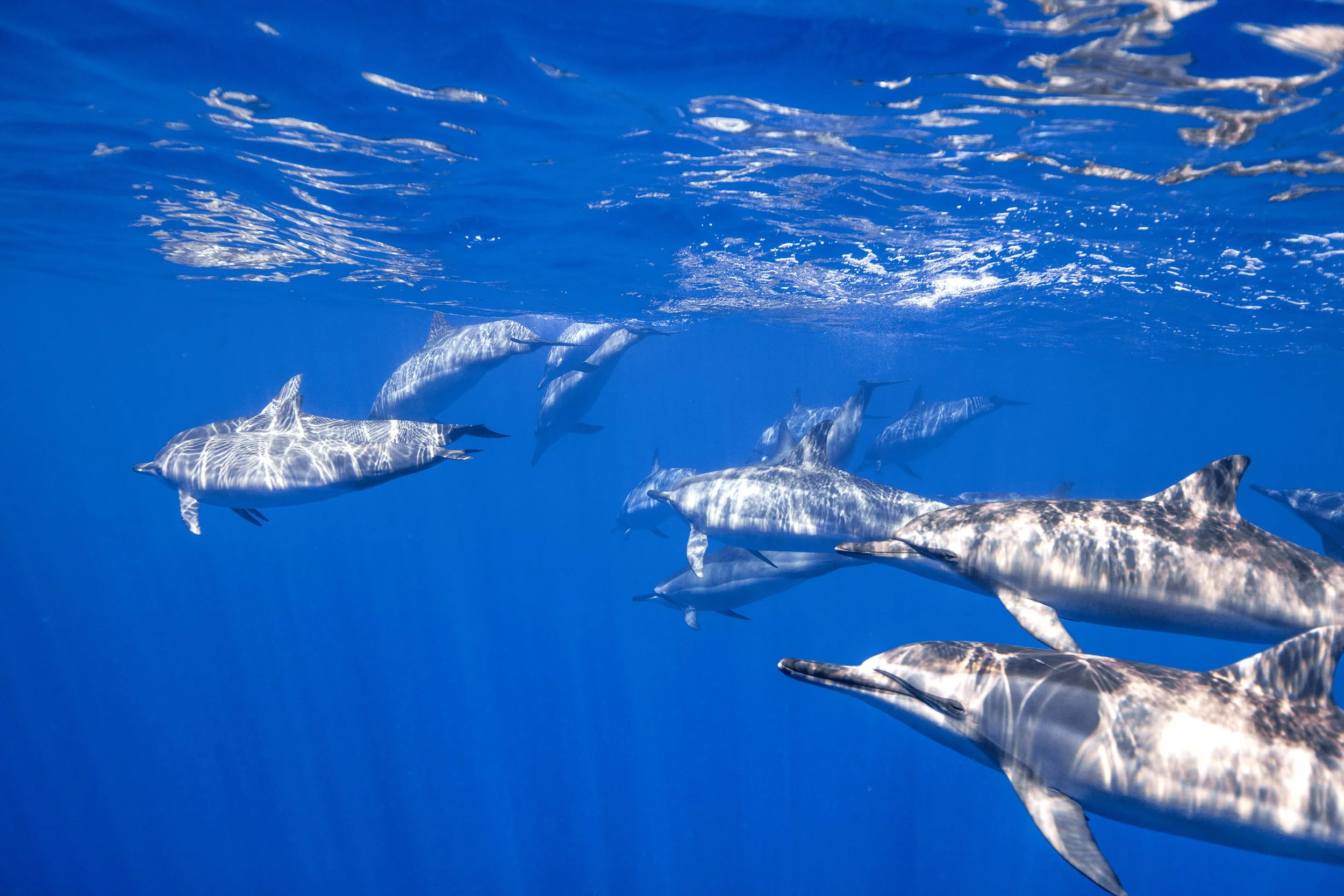 Nashville's Premier Dive Center - Scuba Shack