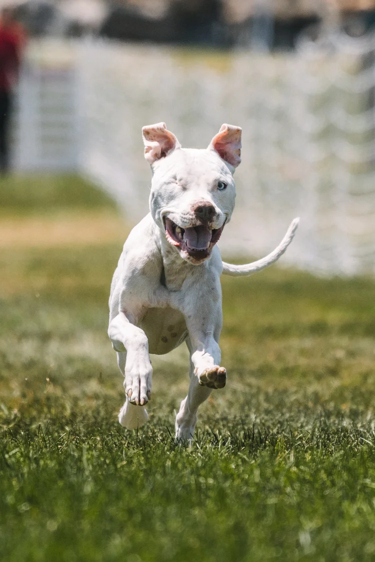 Dog Sports for Beginners: Fast CAT — Charlotte Lehman
