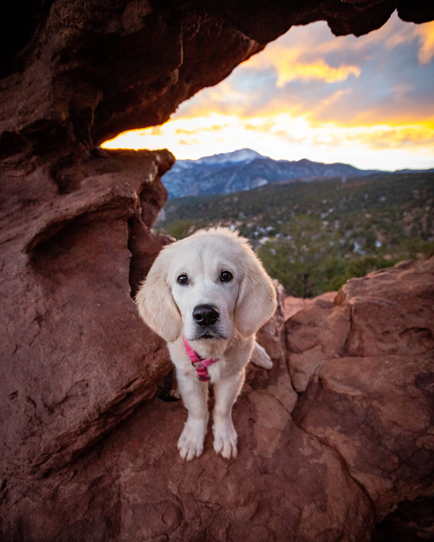My 5 Favorite Dog Friendly Hikes in Colorado Springs — Charlotte Lehman