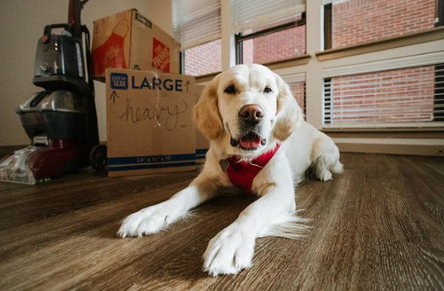 How to Make Moving Easier for Dogs — Charlotte Lehman