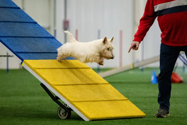 Agility Trial Photography: Loyalhanna Agility Club (Pittsburgh, PA ...
