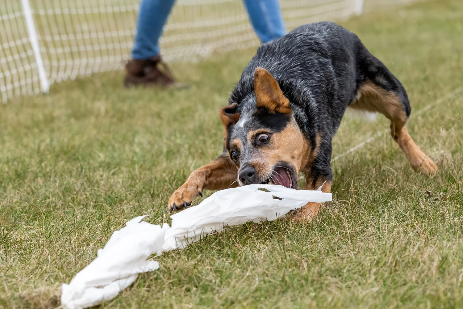 How to Find a Fast CAT Event Near You — Charlotte Lehman