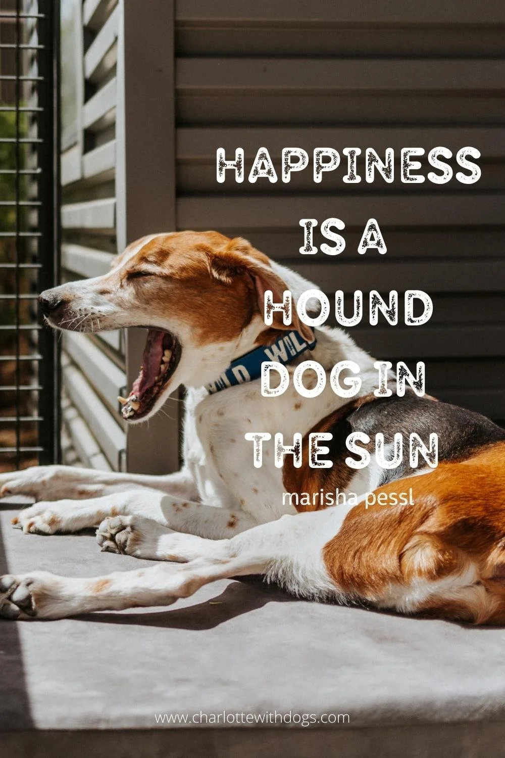 My Favorite Quotes About Dogs — Charlotte Lehman