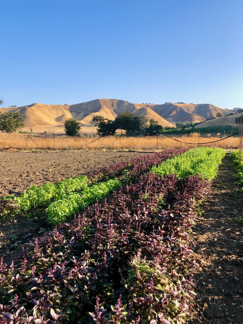 Windrose Farm