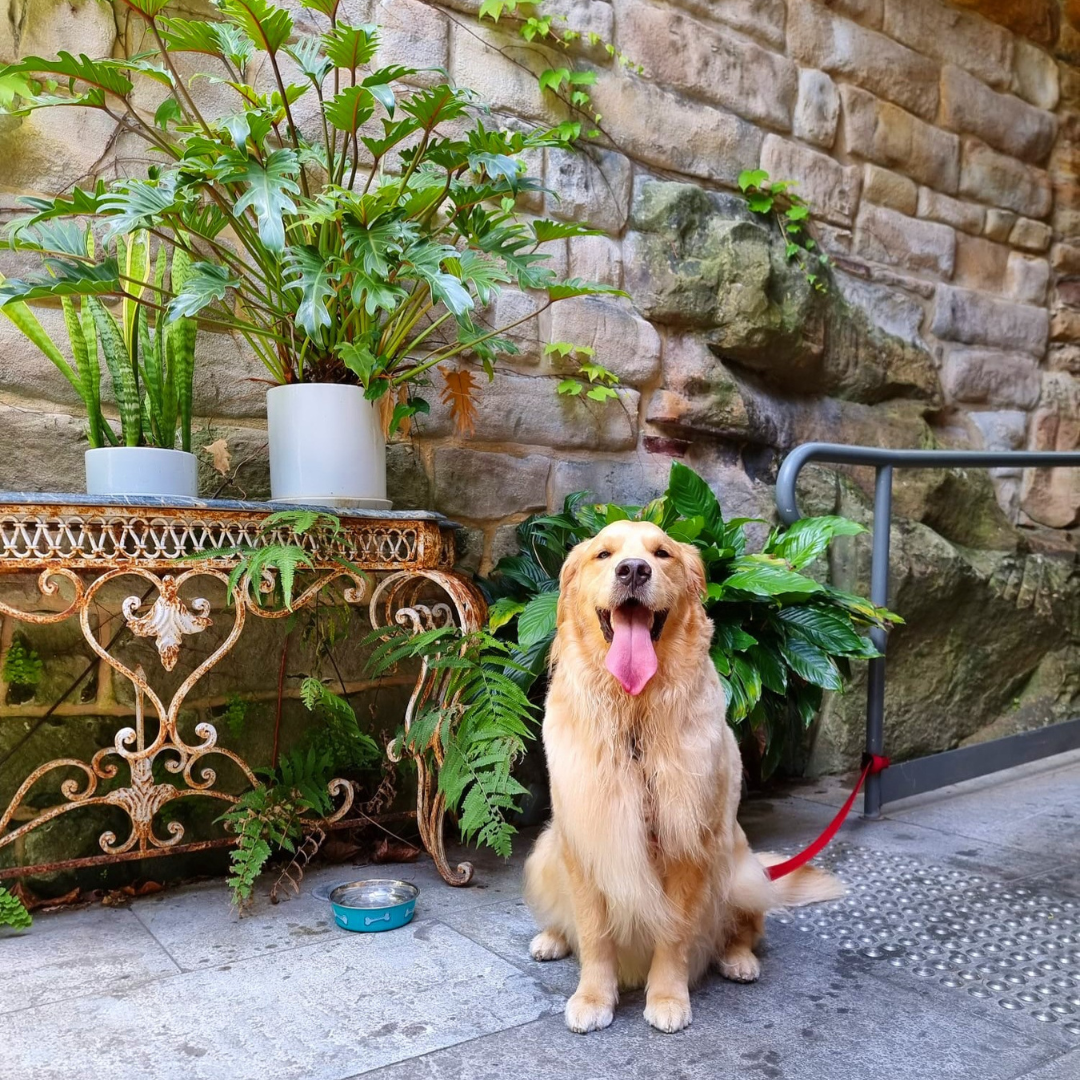 Hawt Dawgs - Dog Day at The T — Terminus Hotel