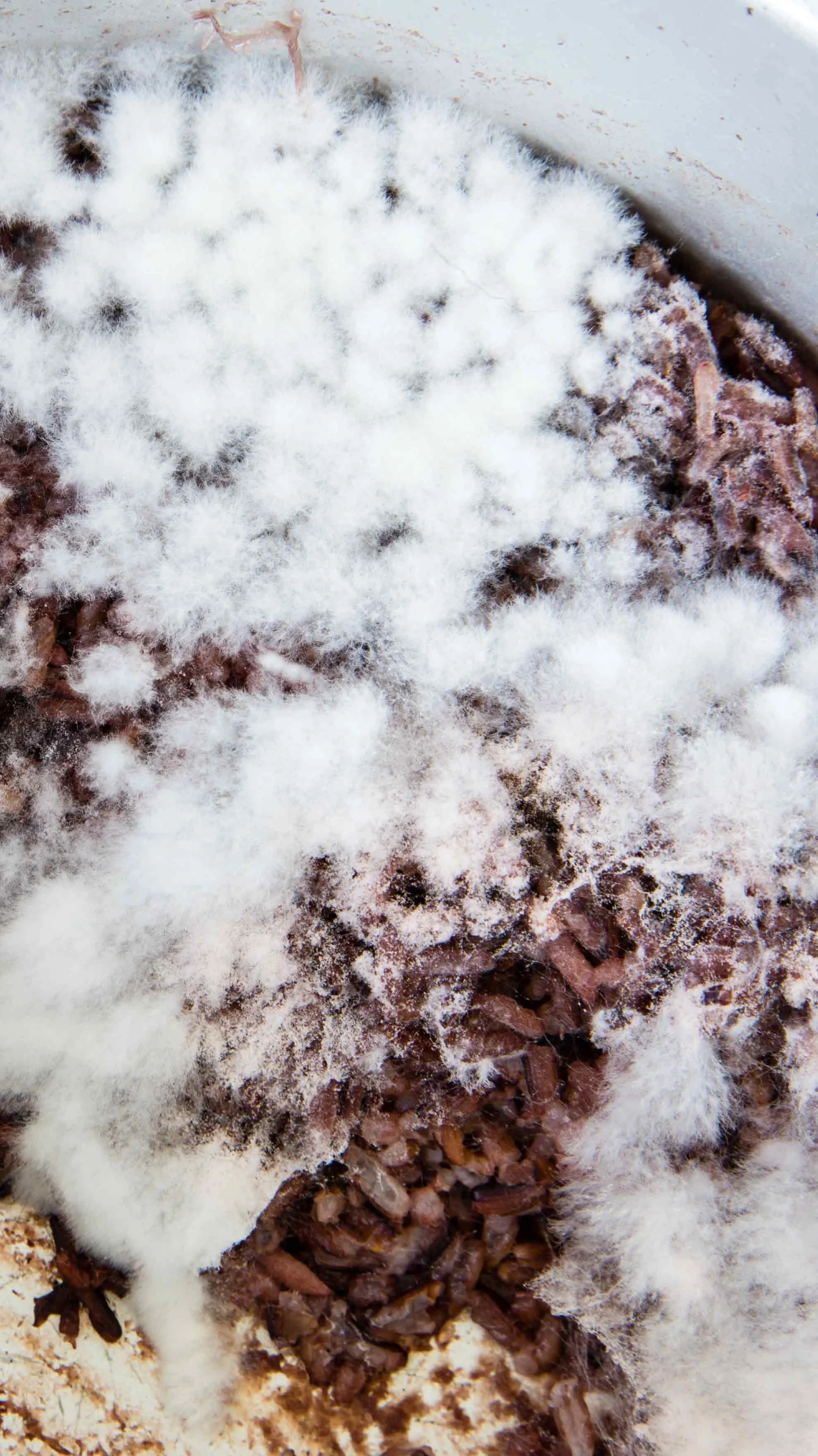 Mighty Mycelium - Fascinating, fruitful and underexplored fungus — ECBF