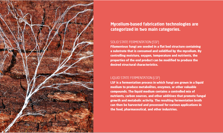 Mighty Mycelium - Fascinating, fruitful and underexplored fungus — ECBF