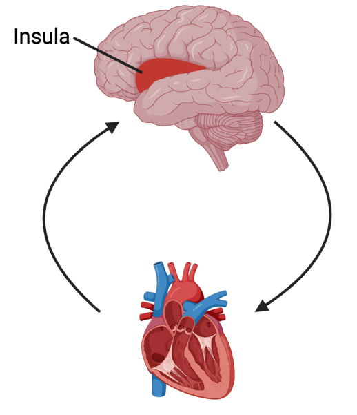 Brain-Heart Connection: Implications for stroke patients — Society of ...