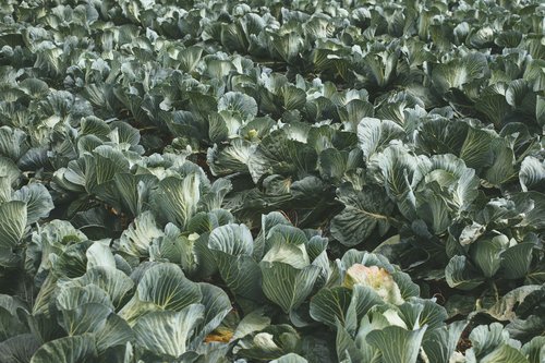CLAWS Autonomous Farming Robot — Earth Rover