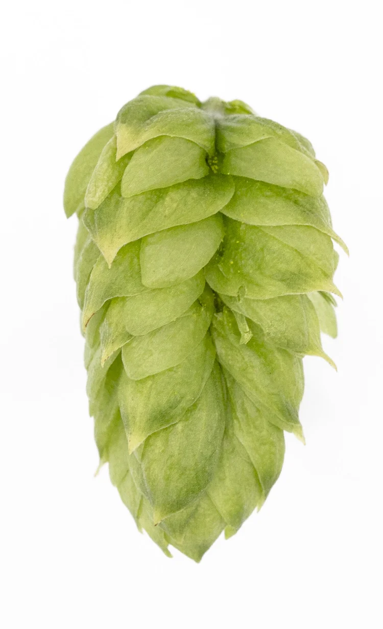 American bred Talus Hops show potential to be a signature variety — New ...