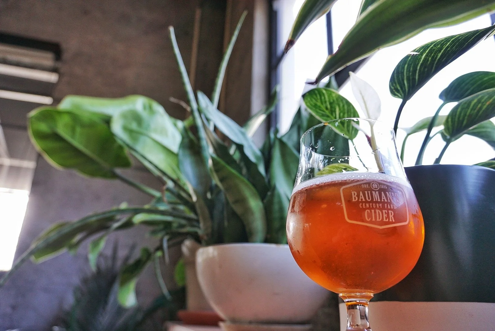 First look at ‘Bauman’s Cider on Oak’ Portland cidery and restaurant ...