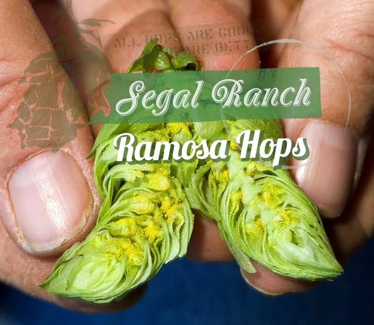 Yakima’s Segal Ranch debuts new hop variety Ramosa™ — New School Beer ...