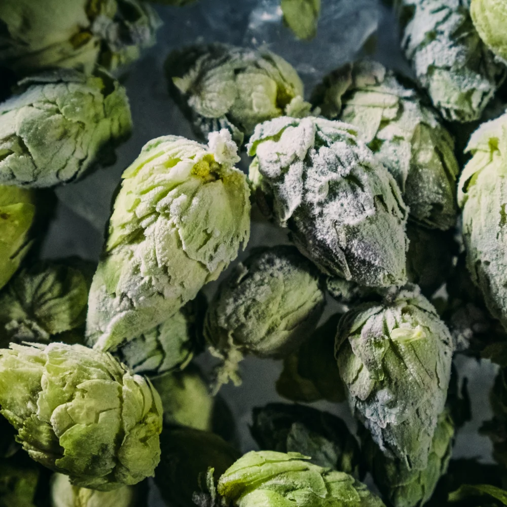 Sierra Nevada Brewing releases Cryo Fresh™ Torpedo Wet Hop IPA using ...