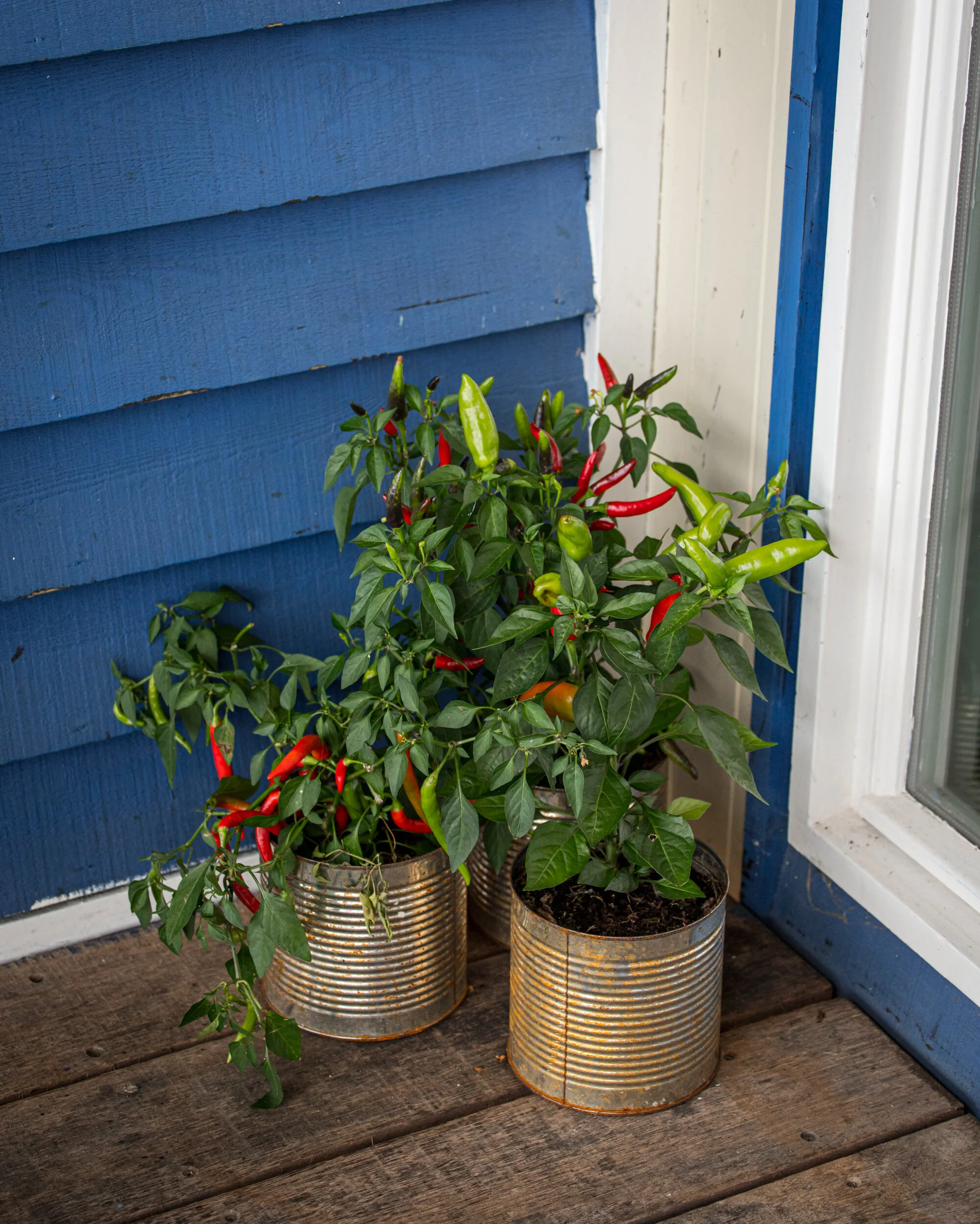 THE WINDJAMMER CAFE & BAR