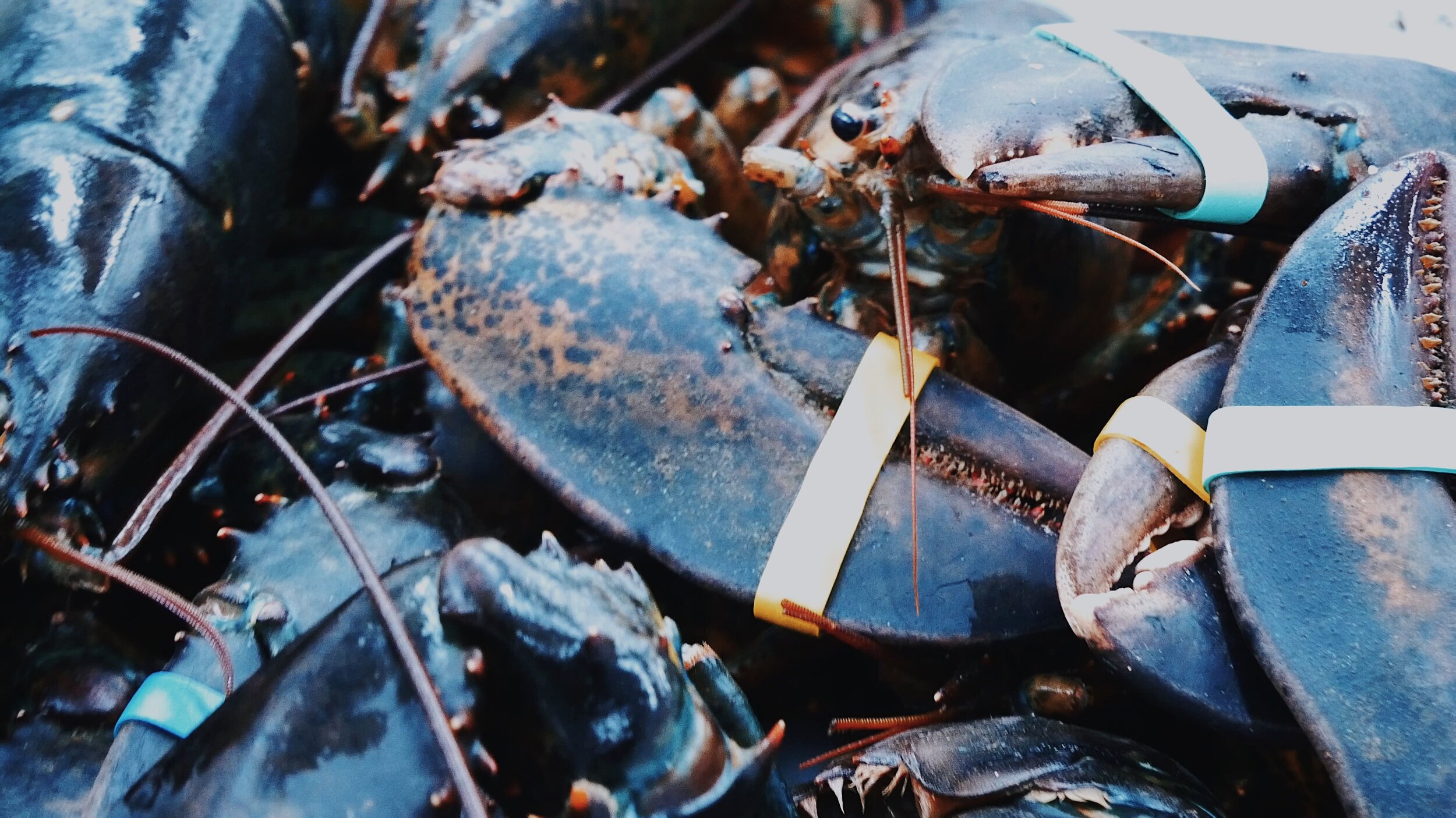 Seafood Products — Maximum Seafood