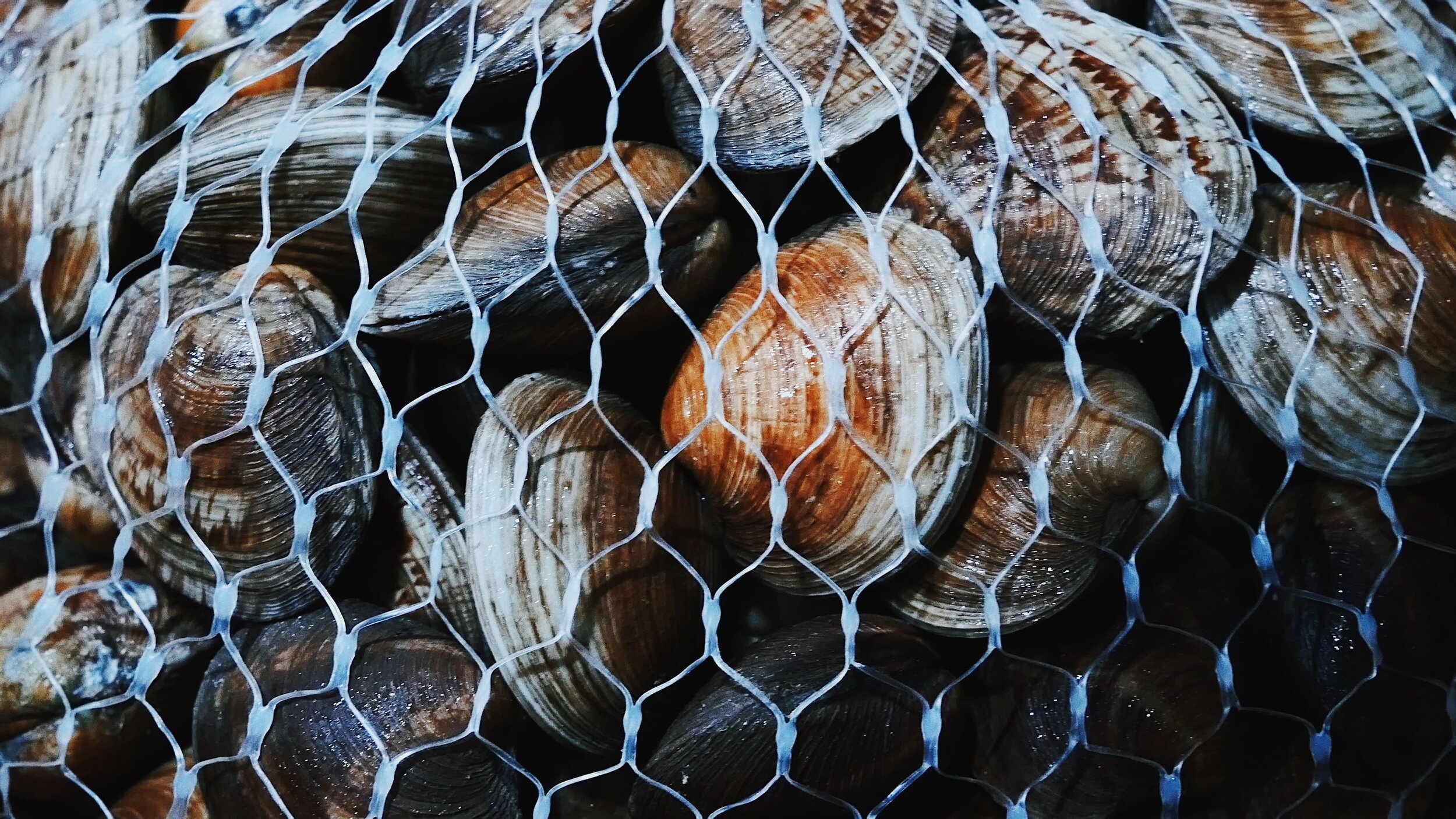 Seafood Products — Maximum Seafood