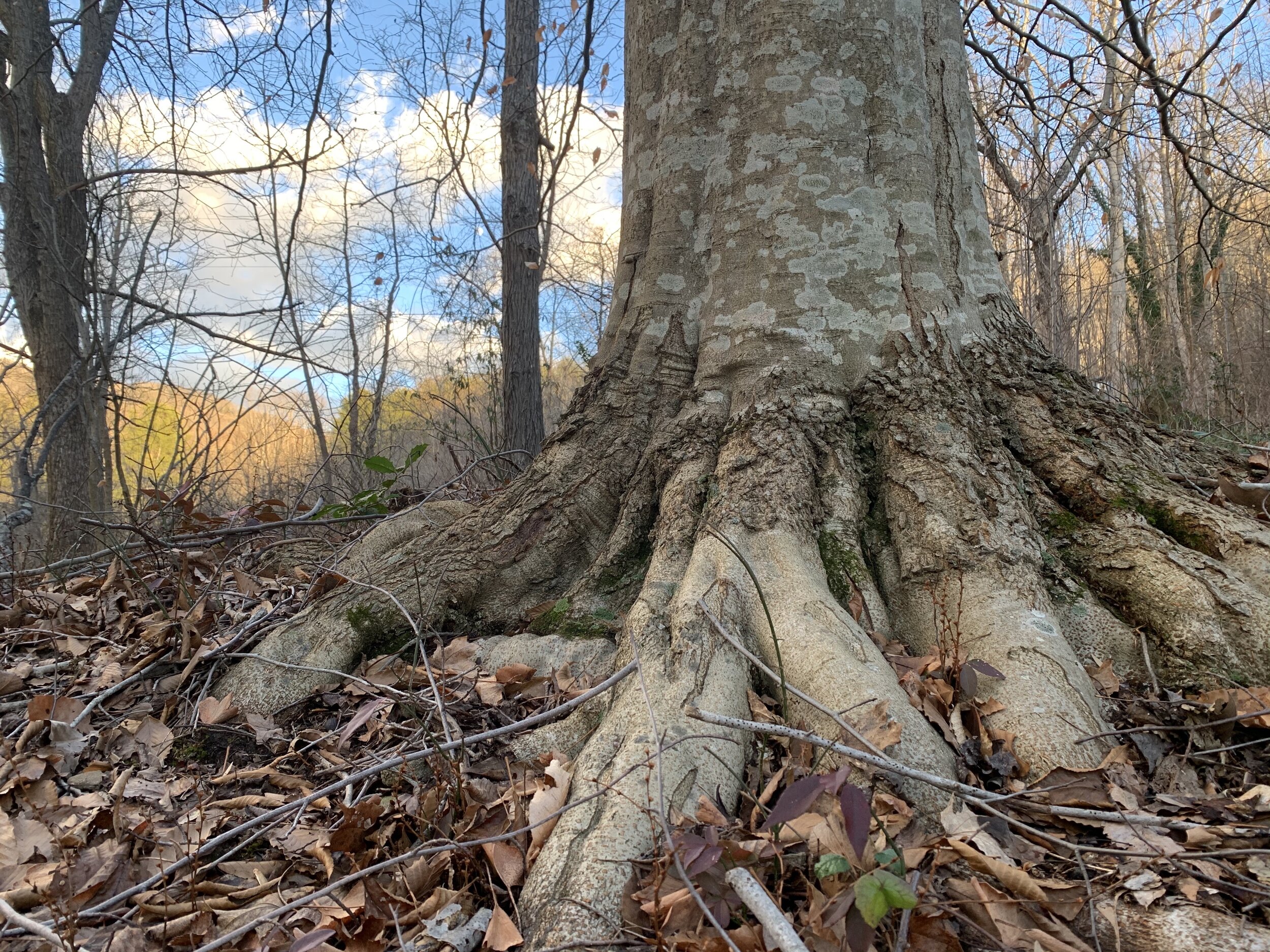 Smart Feller Tree Works Asheville