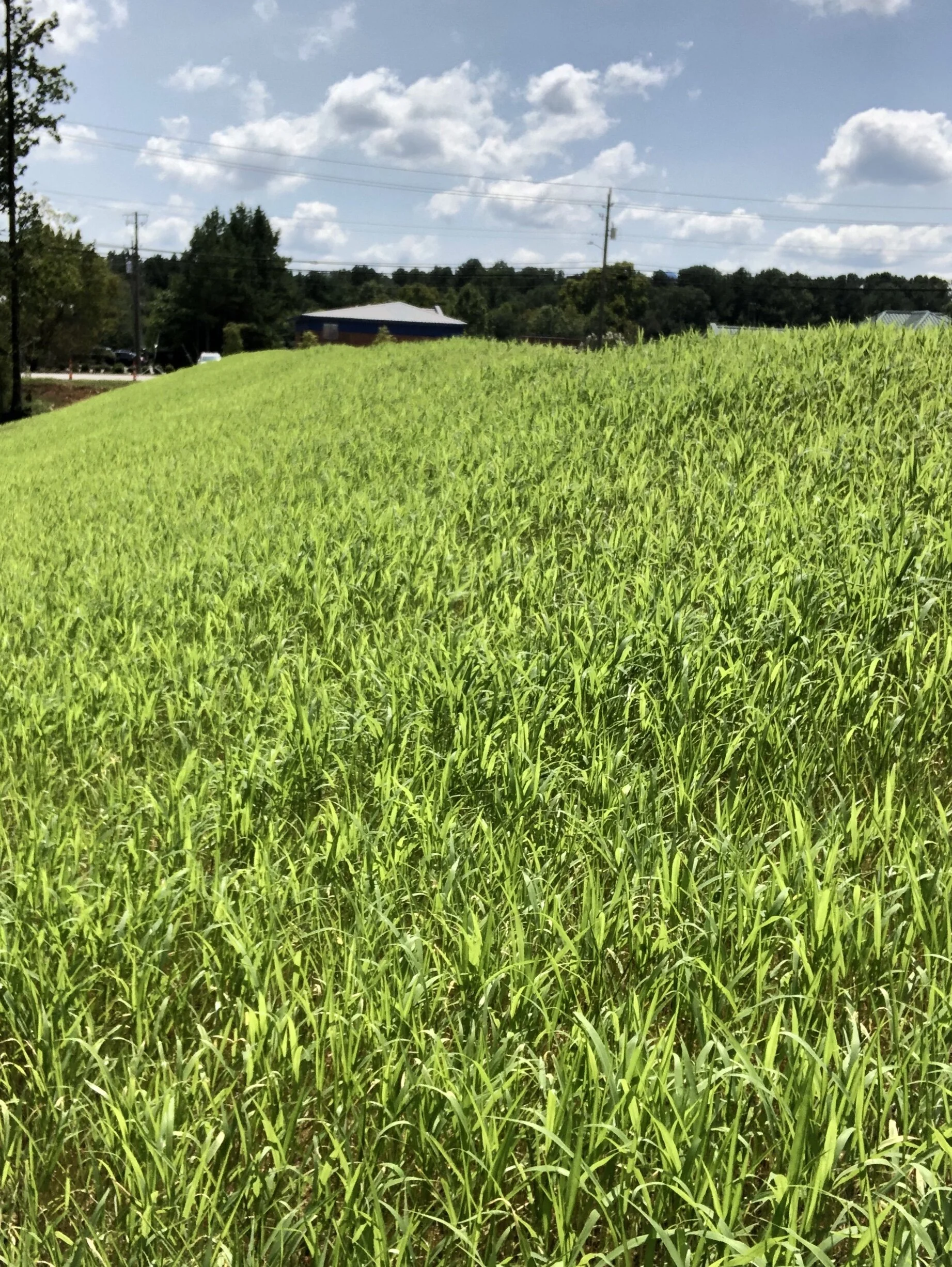 Sawgrass Environmental — About