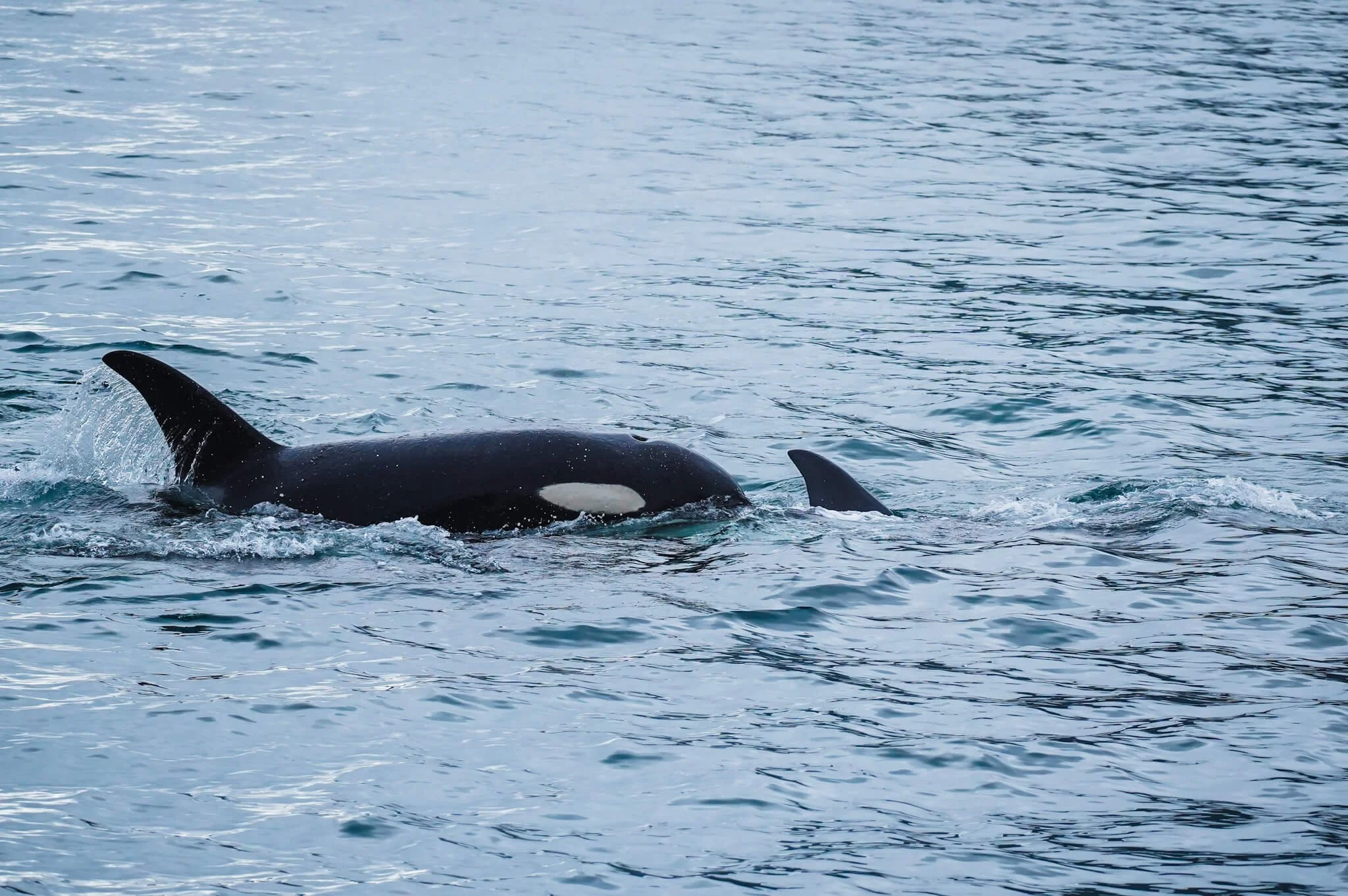 Visiting Alaska in June — Handpicked Alaska