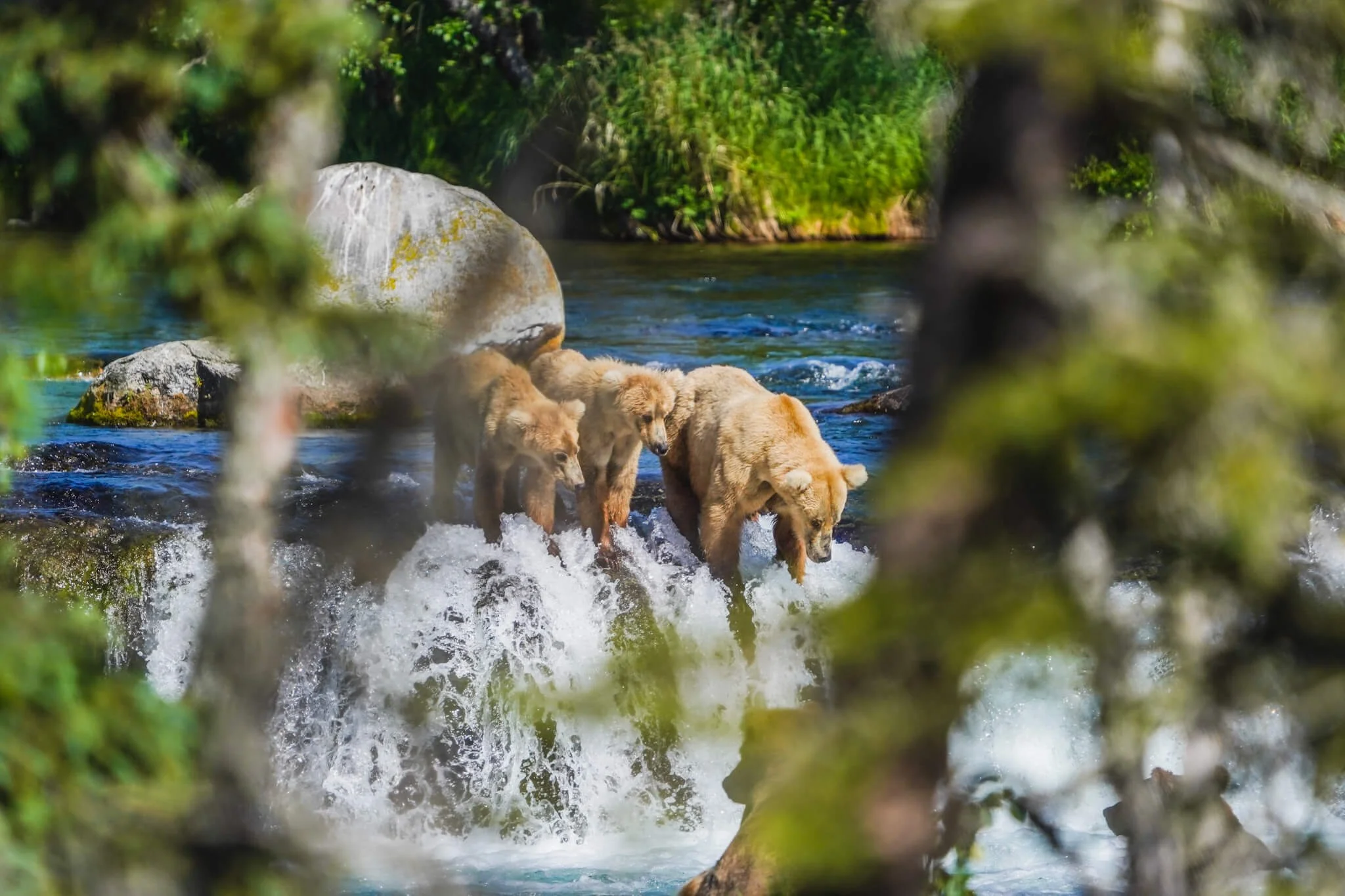 Brooks Falls Alaska Travel Guide | Bear Viewing in Katmai National Park ...