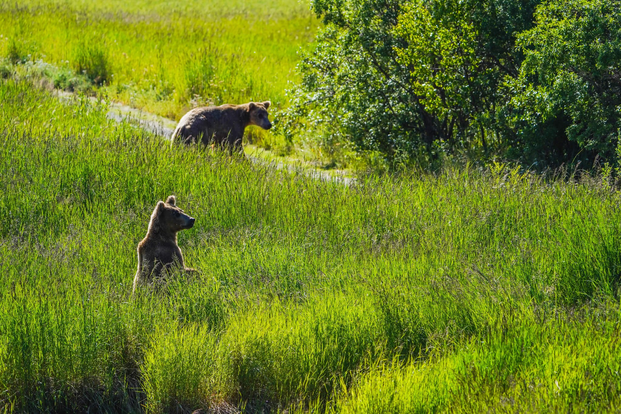 Brooks Falls Alaska Travel Guide | Bear Viewing in Katmai National Park ...
