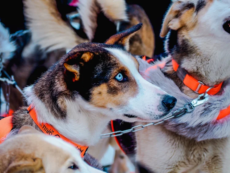 Fur Rondy Festival - Everything You Need to Know — Handpicked Alaska