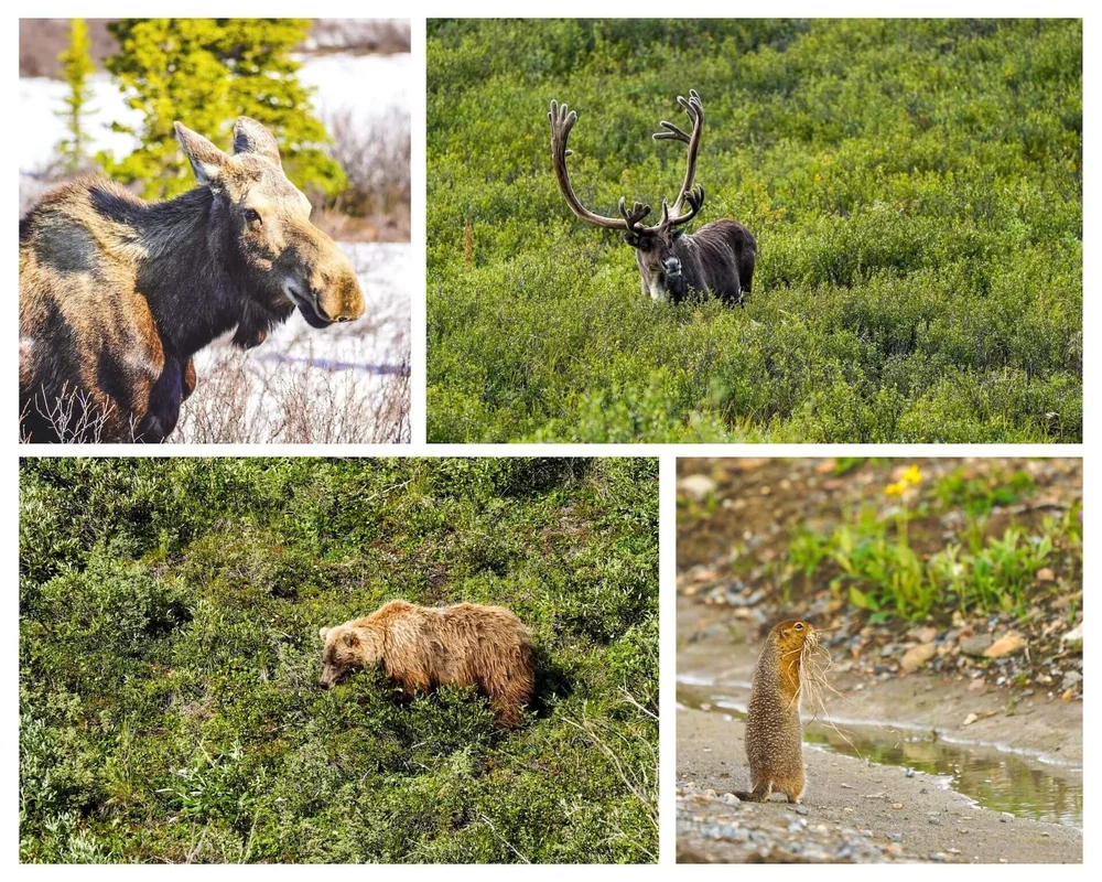 Plan Your Visit in Denali National Park (2025) — Handpicked Alaska