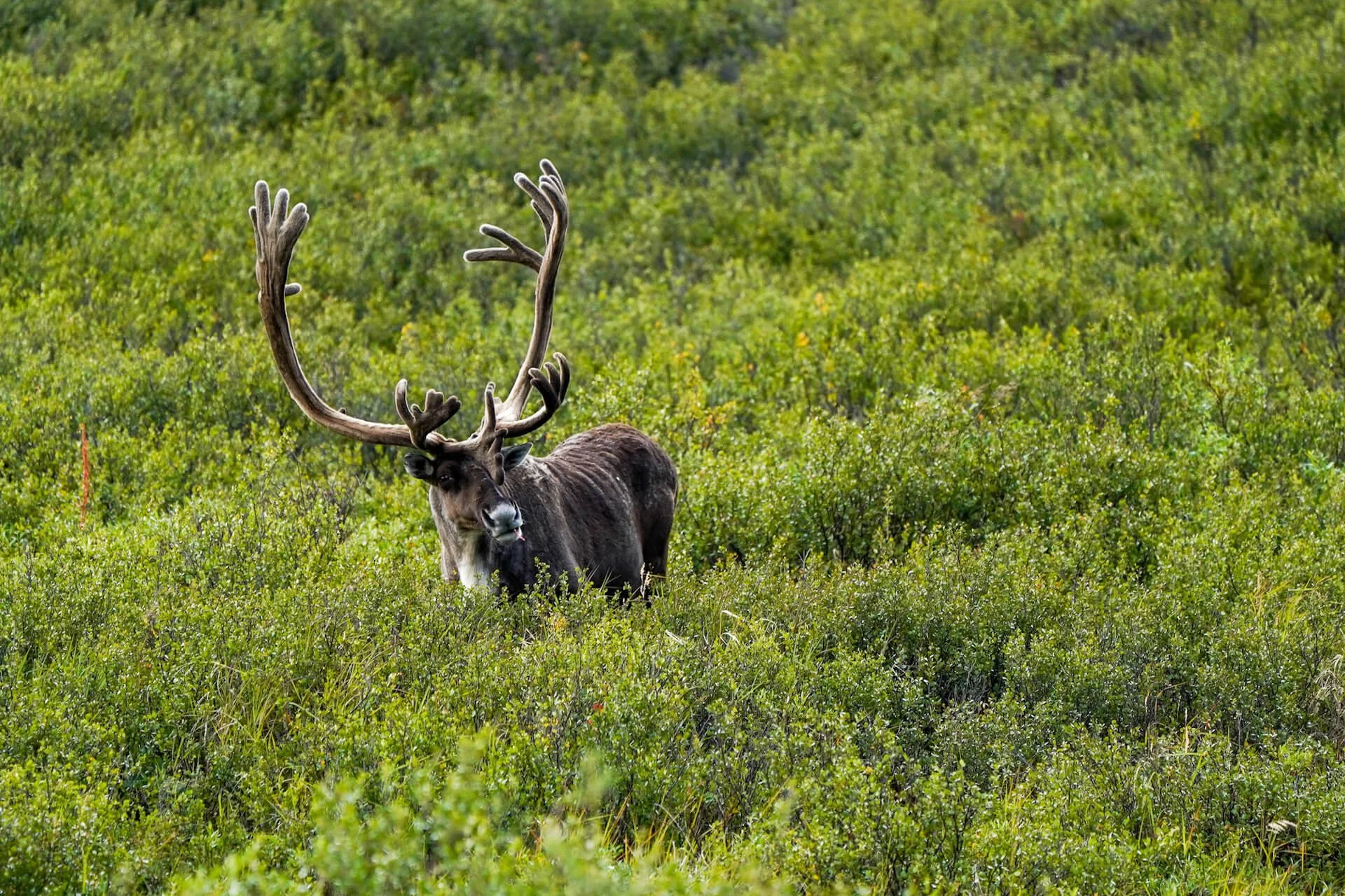 13 Must-Do Things in Denali National Park in 2026 | Alaska Travel Guide ...