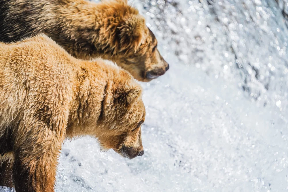 Brooks Falls Alaska Travel Guide | Bear Viewing in Katmai National Park ...