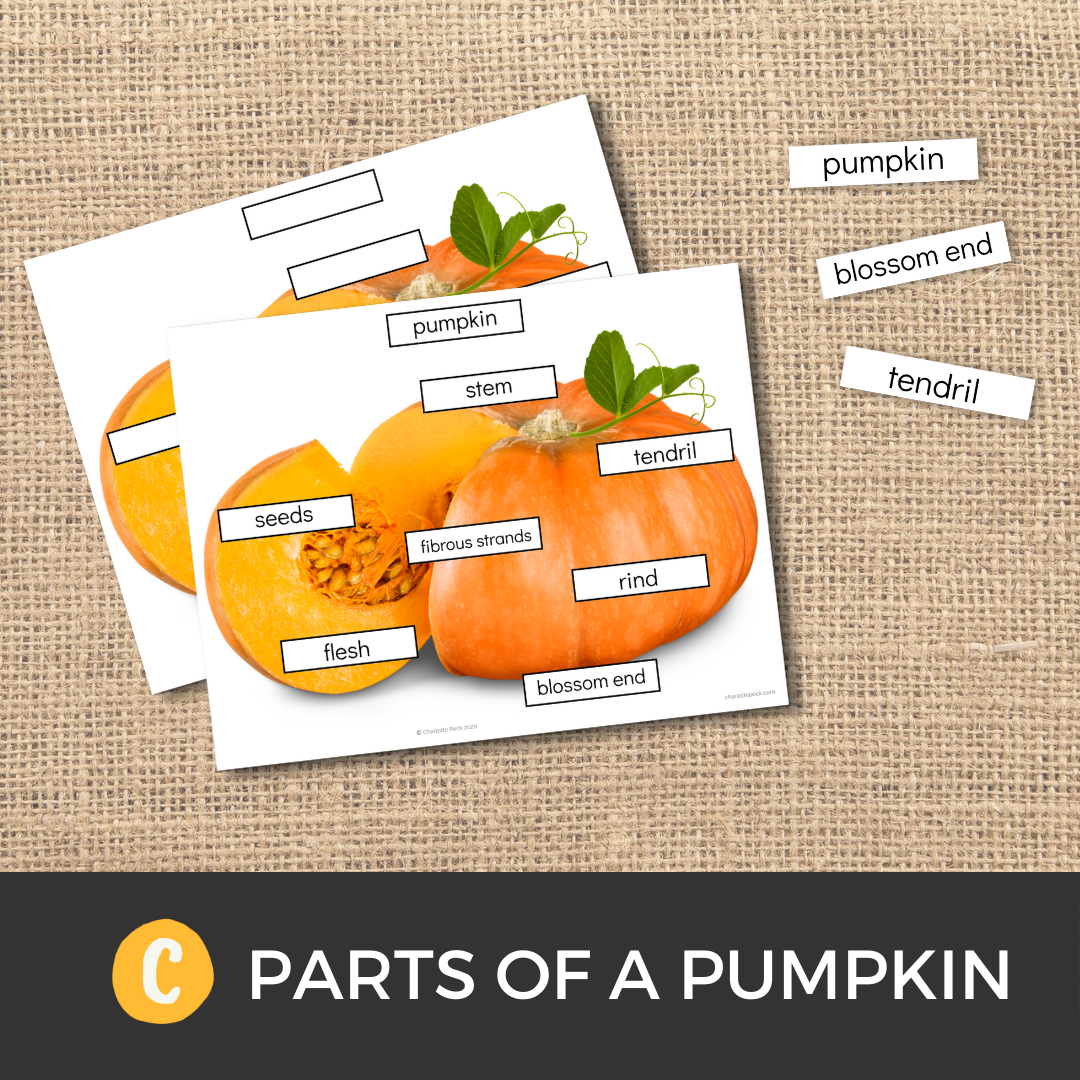 PUMPKIN DIAGRAM — Charlotte Peck | Montessori Virtual Office