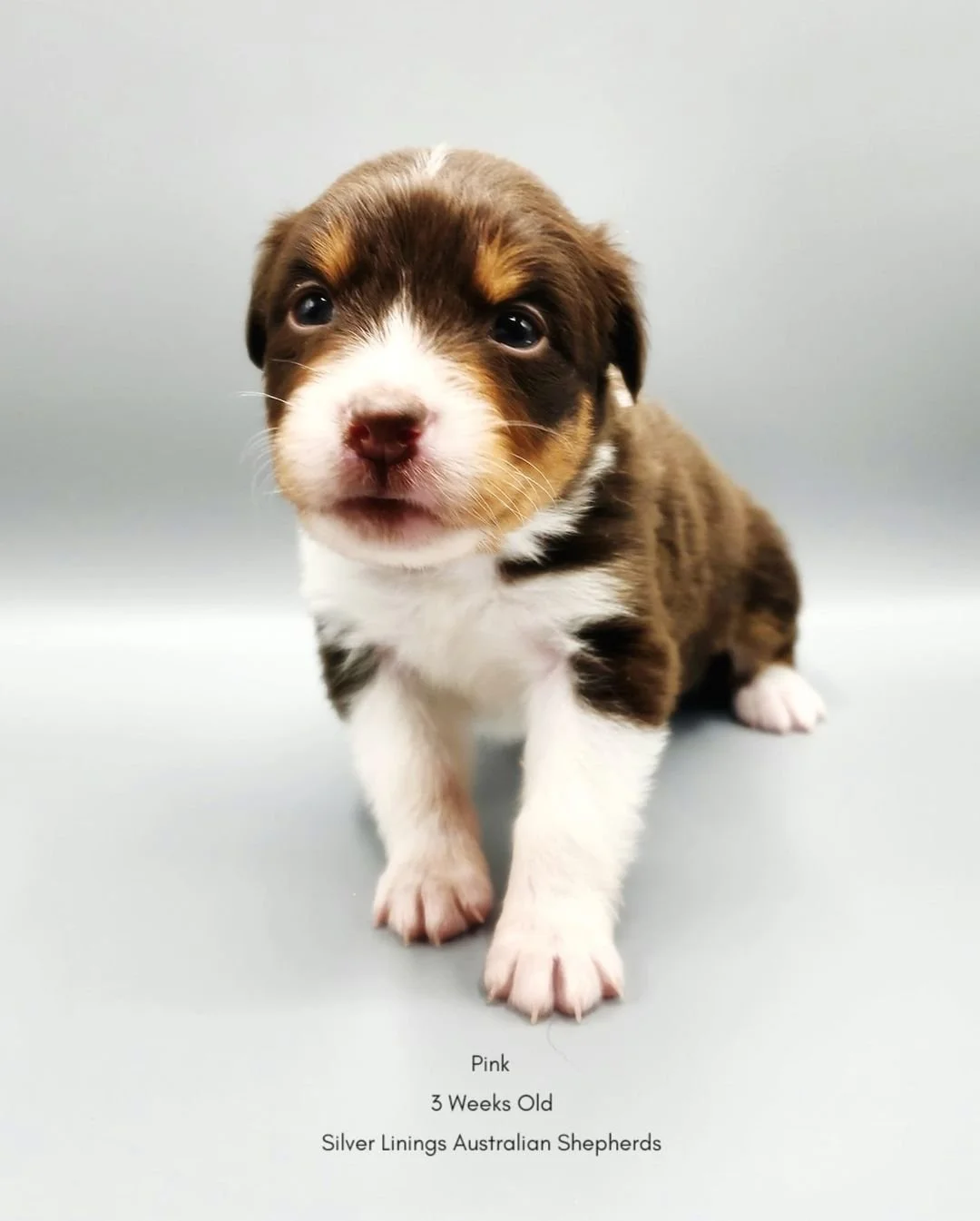 Available Puppies — Silver Linings Australian Shepherds