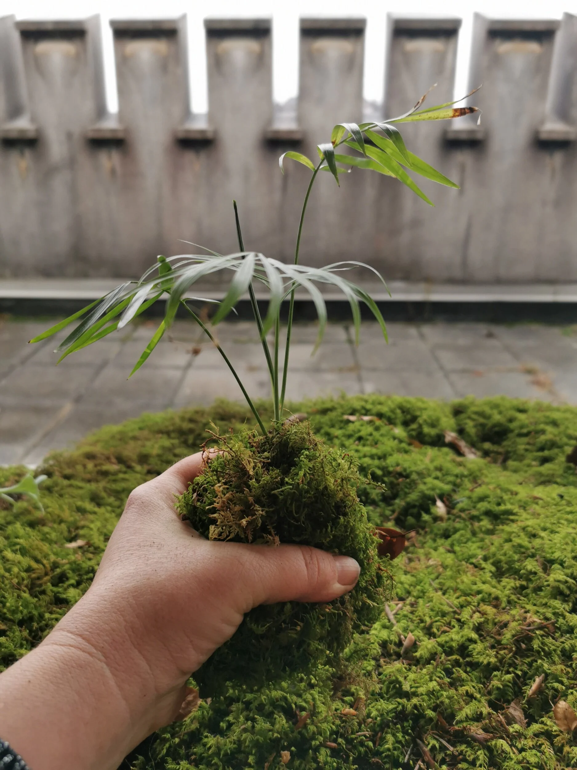 Blog — Mojca Fo Art