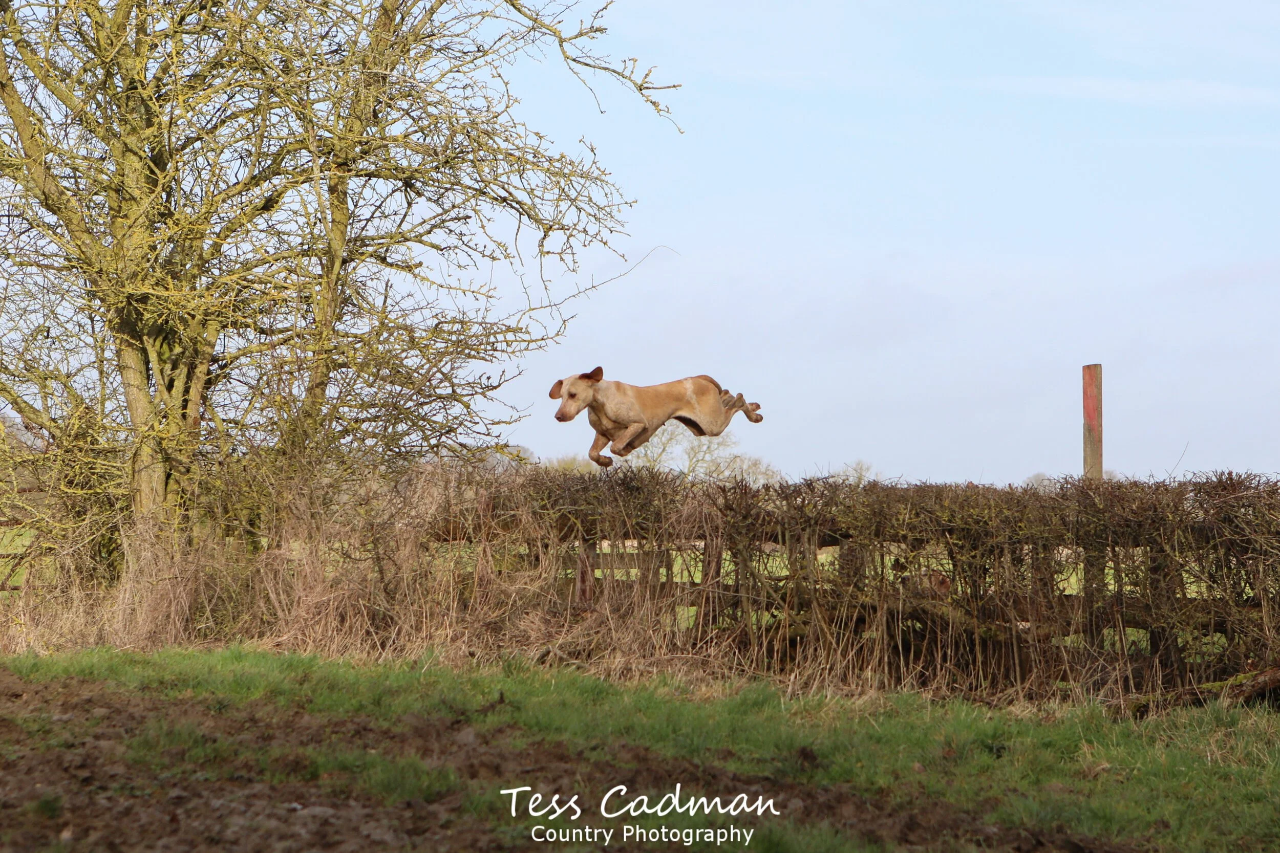 Online Booking — Cambridge University Draghounds