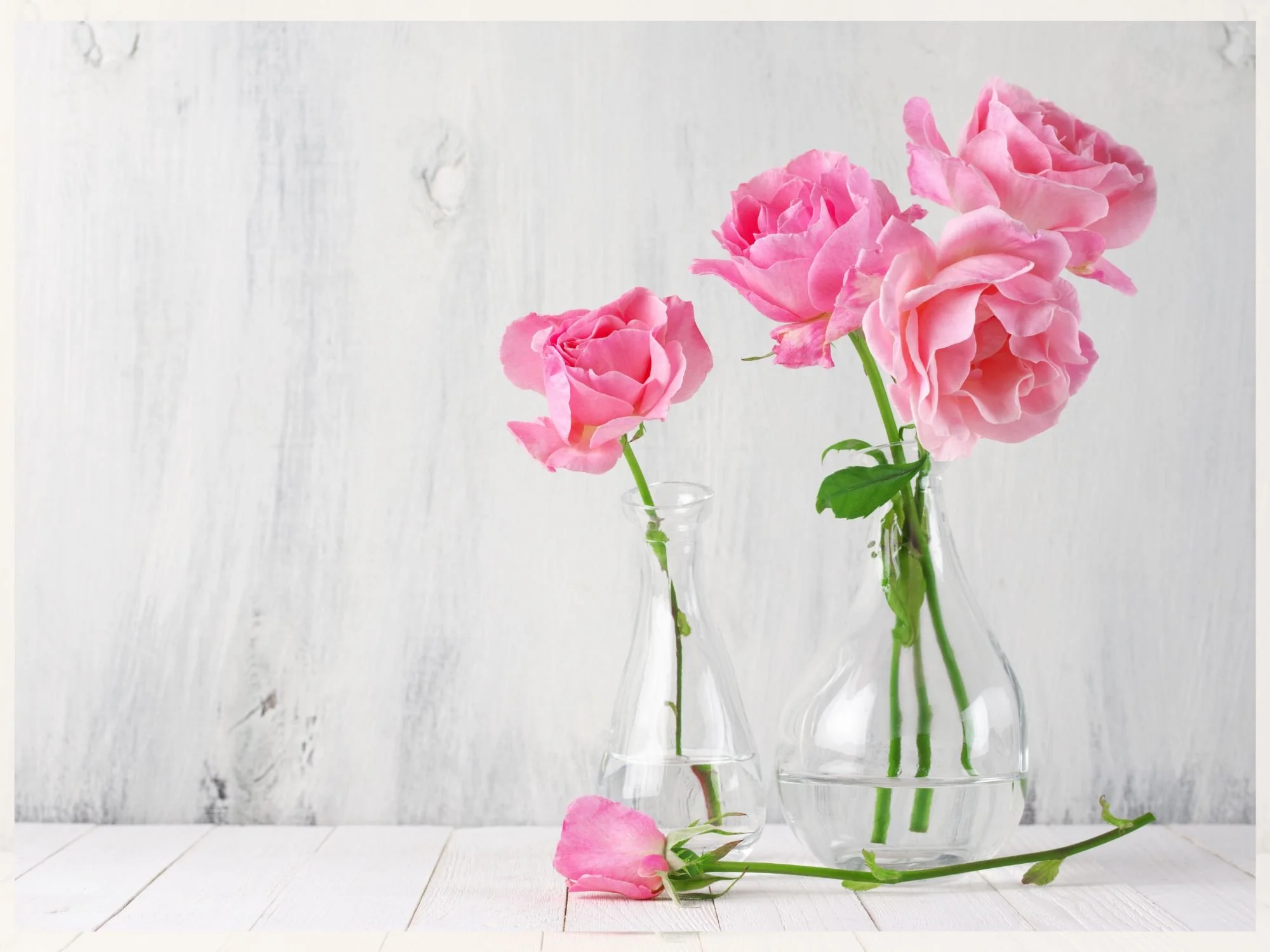 The Rose — Cathy Corbett