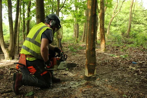 Why Become a Tree Surgeon — Tree Care Training