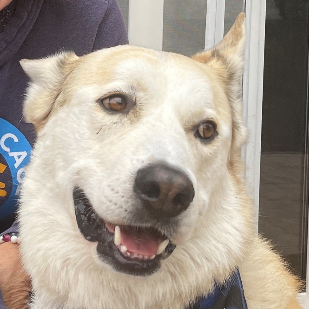 Available Dogs — Outta the Cage