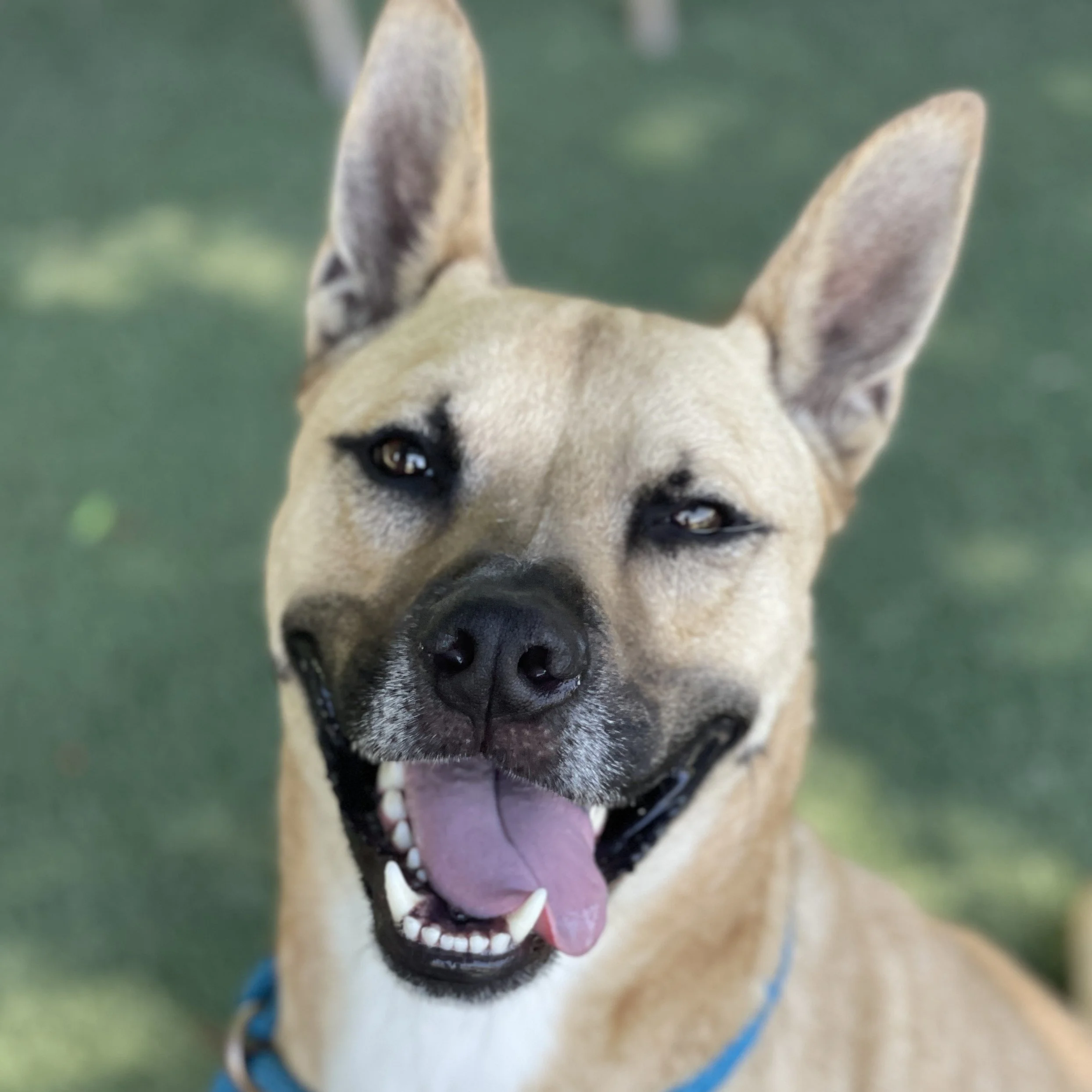 Available Dogs — Outta the Cage