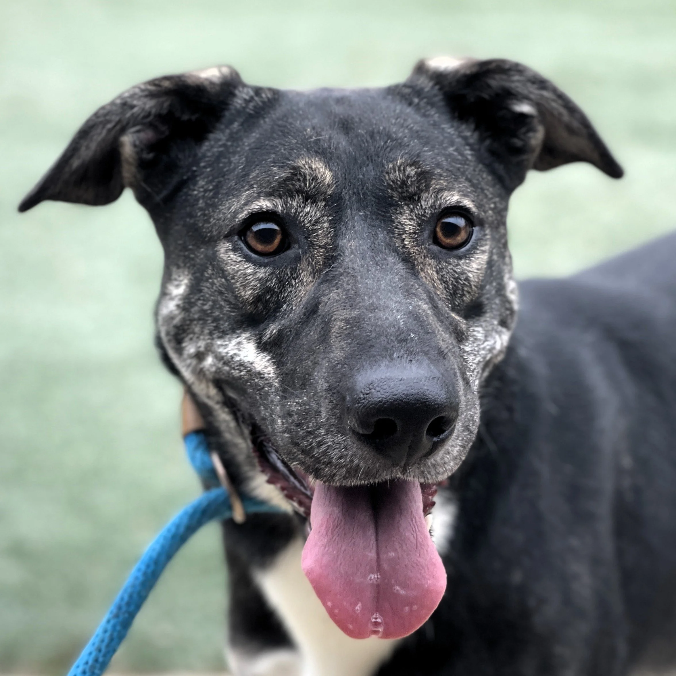 Available Dogs — Outta the Cage