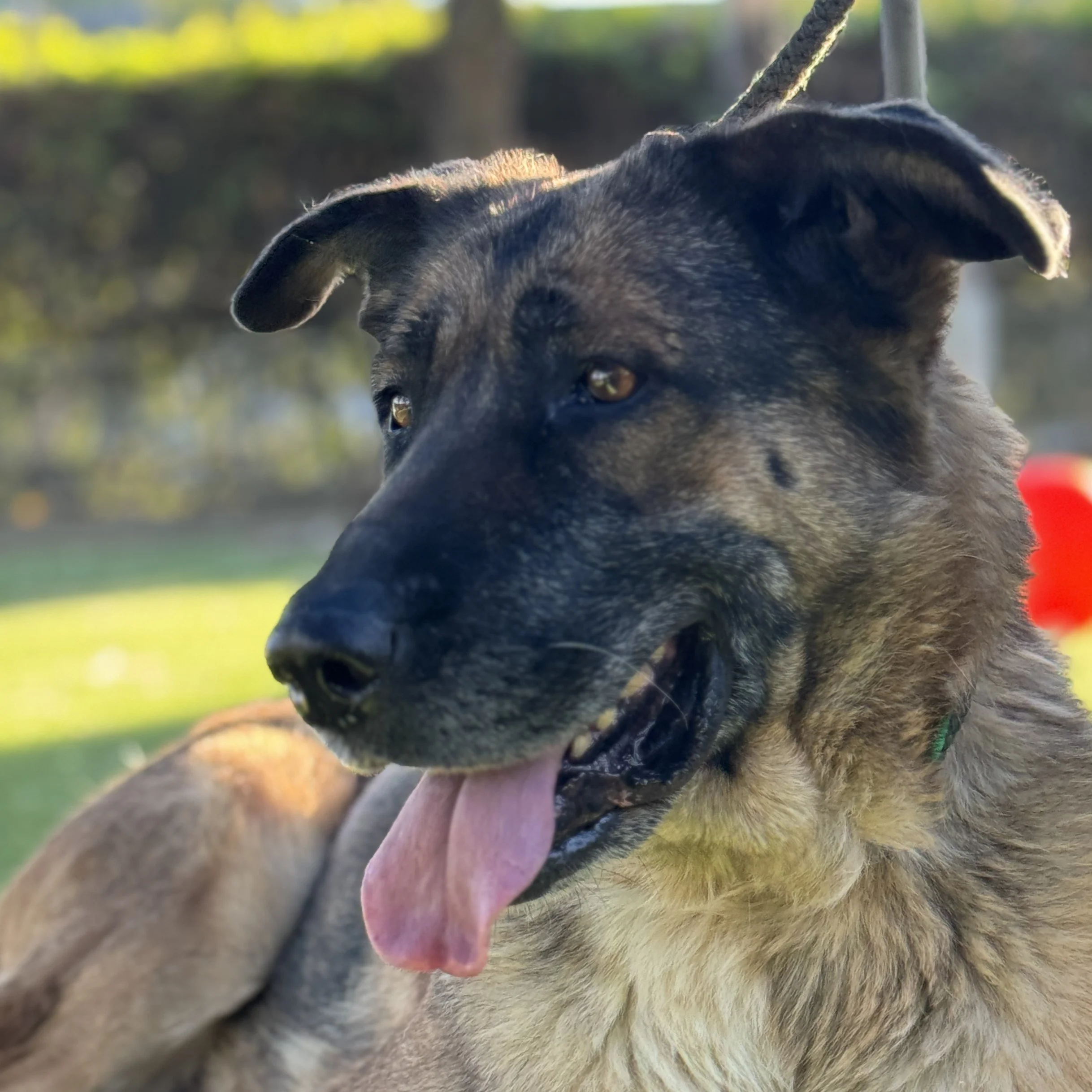 Available Dogs — Outta the Cage